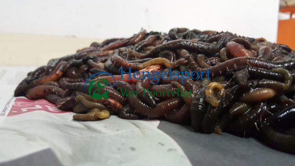 Verse zeepieren per kilo | Hengelsport van Poortvliet